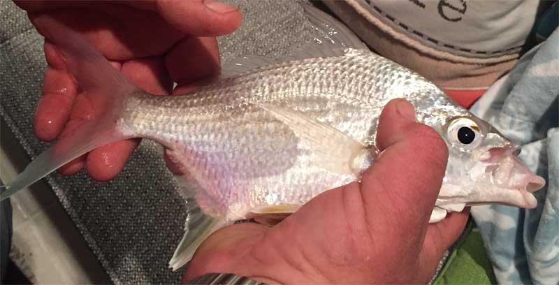 Mojarra - Florida Go Fishing